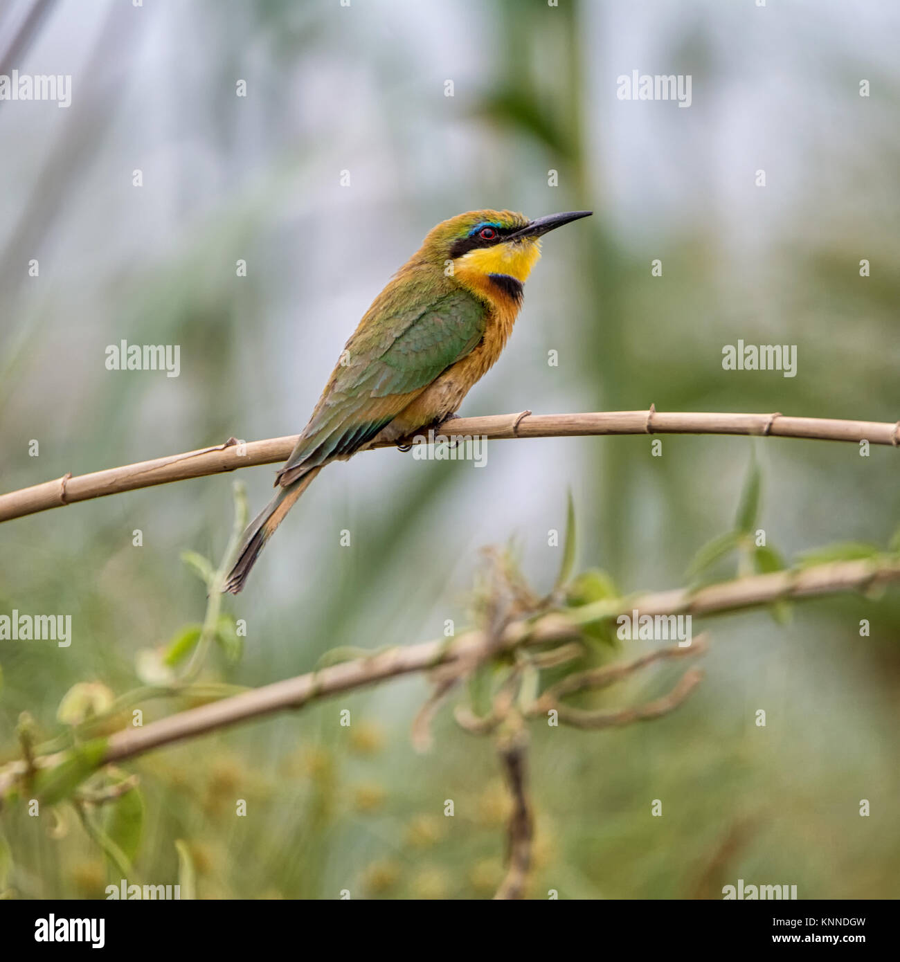 A Little Bee-eater perched on a branch in Namibian savanna Stock Photo ...