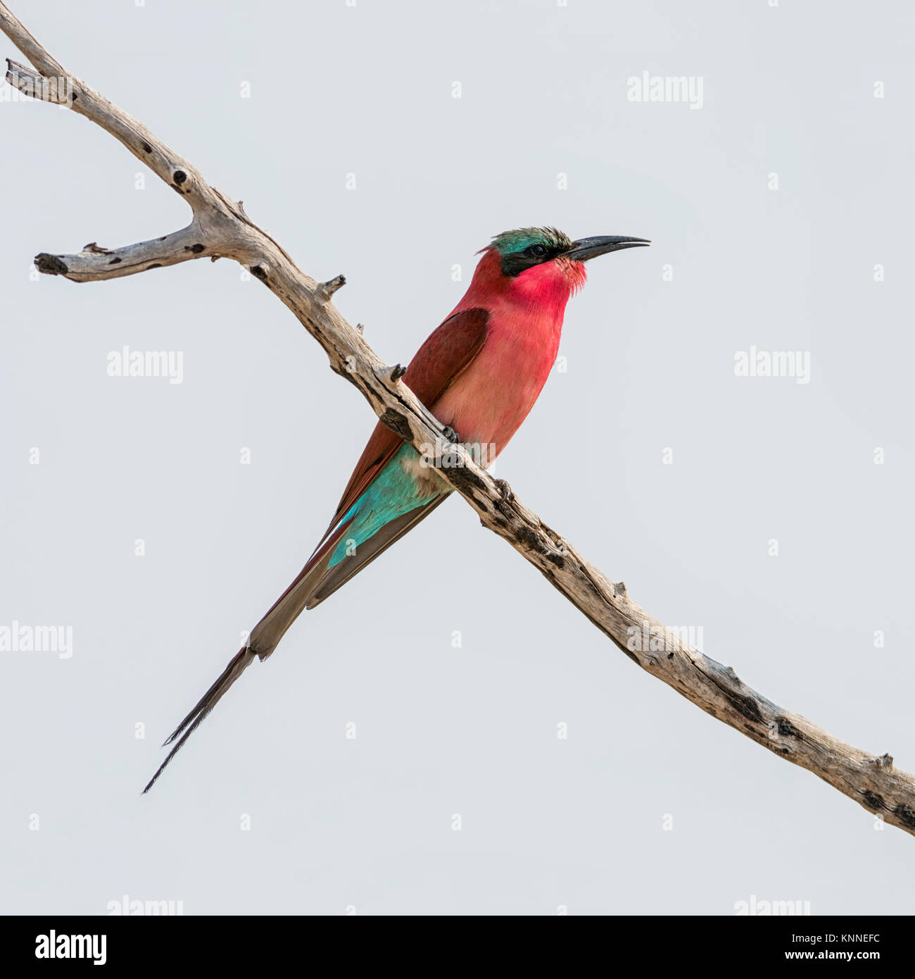 A Southern Carmine Bee-eater perched on a branch in Namibian savanna ...