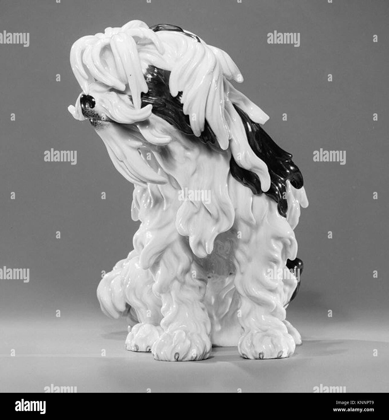 Small white dog long Black and White Stock Photos & Images - Alamy