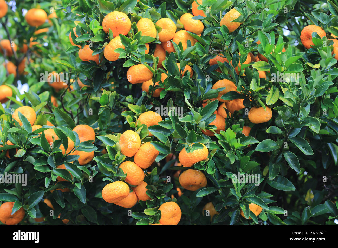 Ripe tangerines on tree hi-res stock photography and images - Alamy