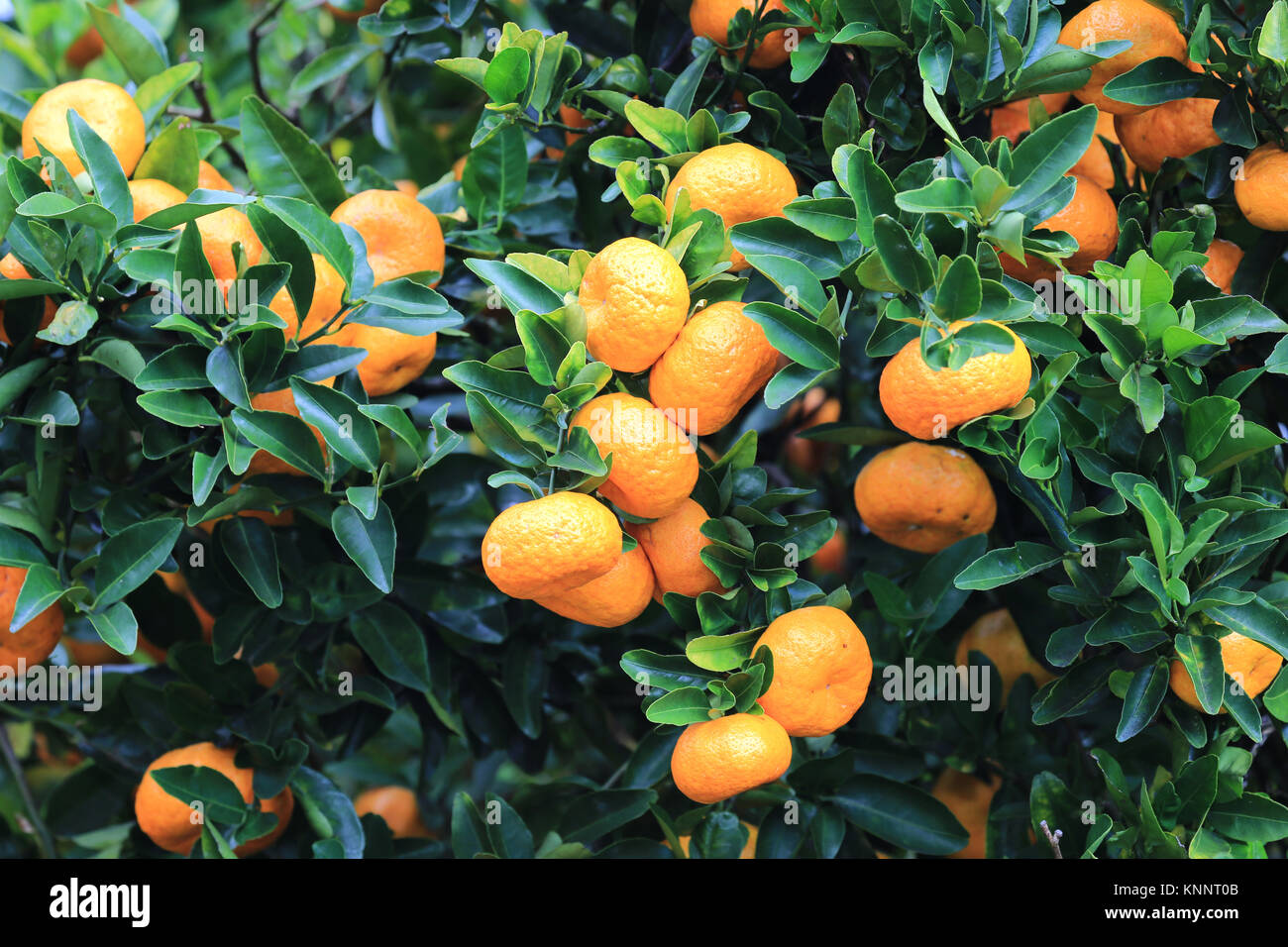 Targerine hi-res stock photography and images - Alamy