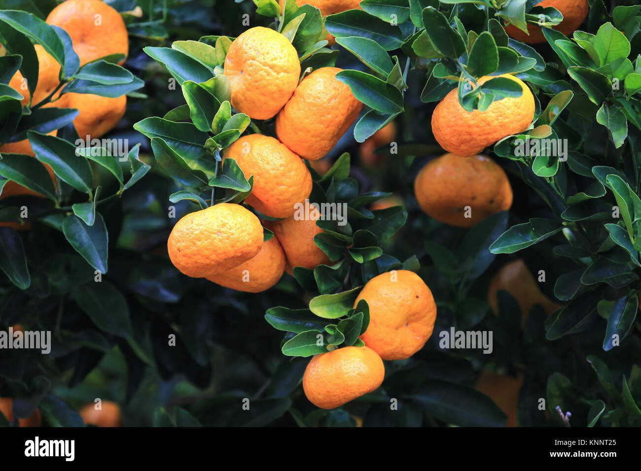 Mandarin orange tree hi-res stock photography and images - Alamy