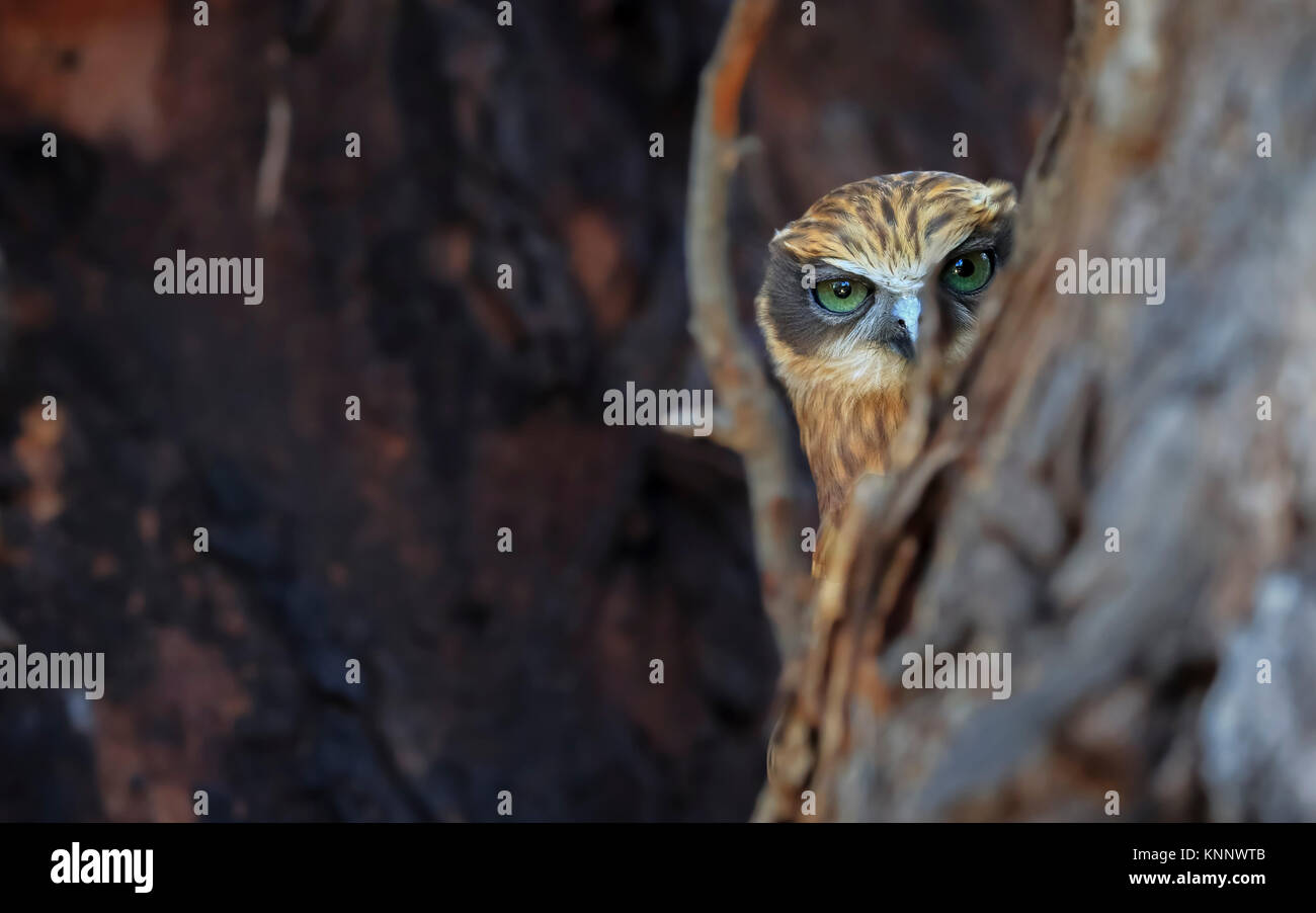 Southern Boobook (Ninox novaseelandiae Stock Photo - Alamy