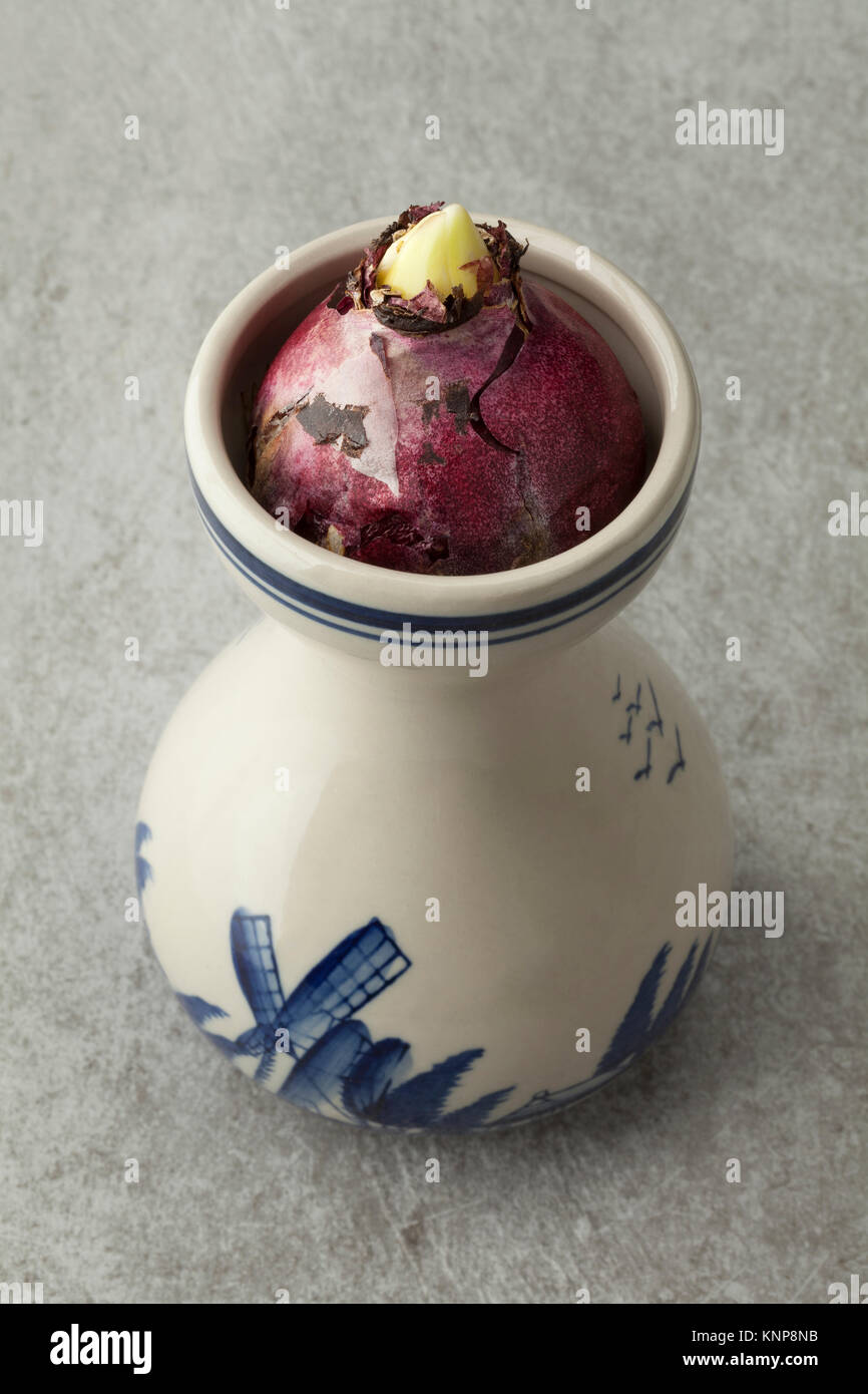 Hyacinth flower bulb starts growing in a traditional Dutch vase Stock ...