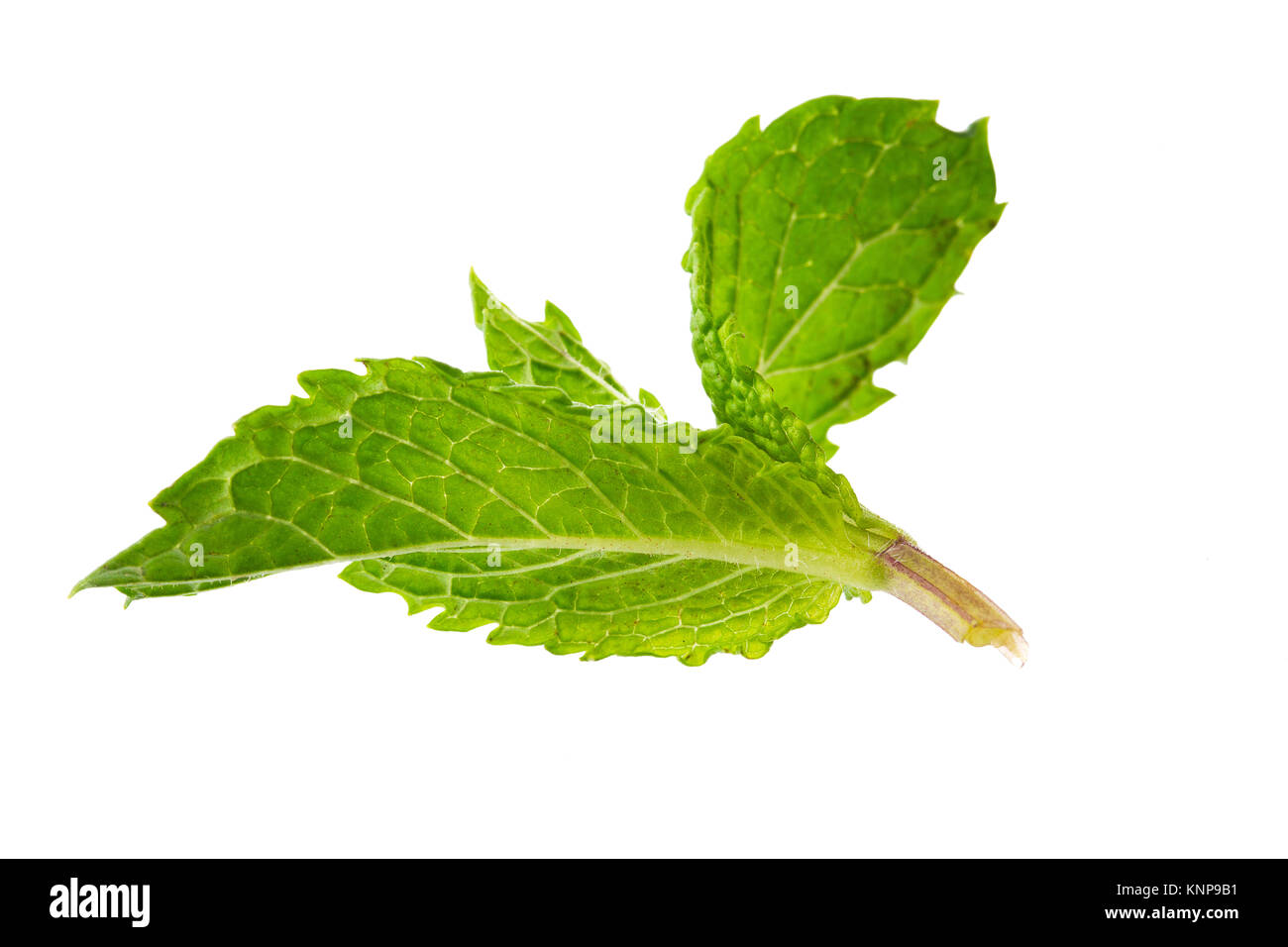 aroma mint leaves Stock Photo - Alamy