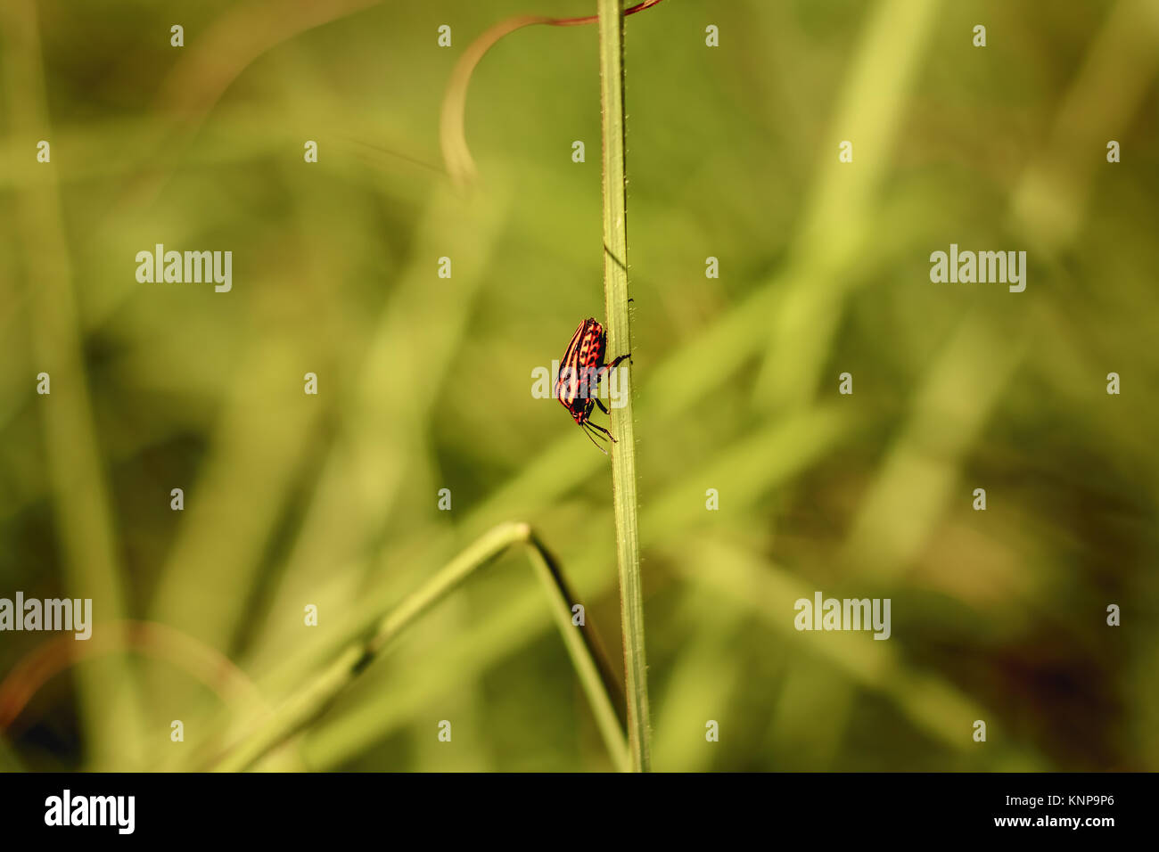 beautiful red and black striped bugs hanging on tall grass Stock Photo ...