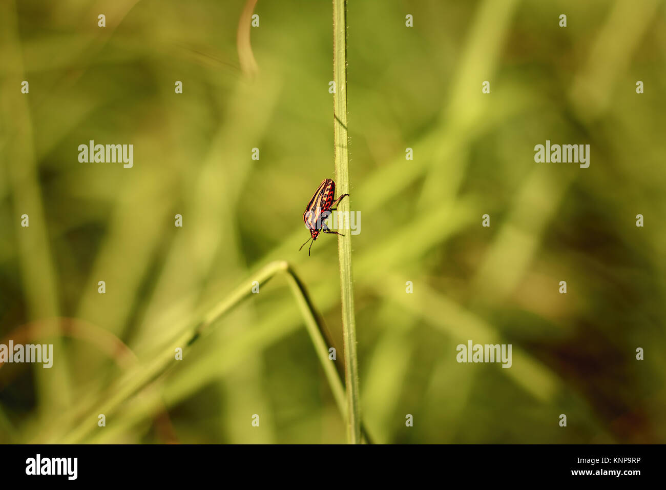 beautiful red and black striped bugs hanging on tall grass Stock Photo ...