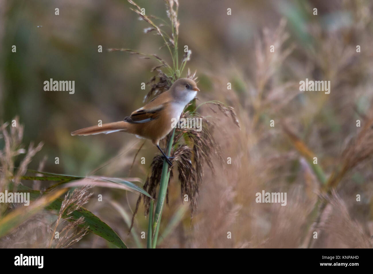 Bearded Reedling Panurus biarmicus Stock Photo - Alamy