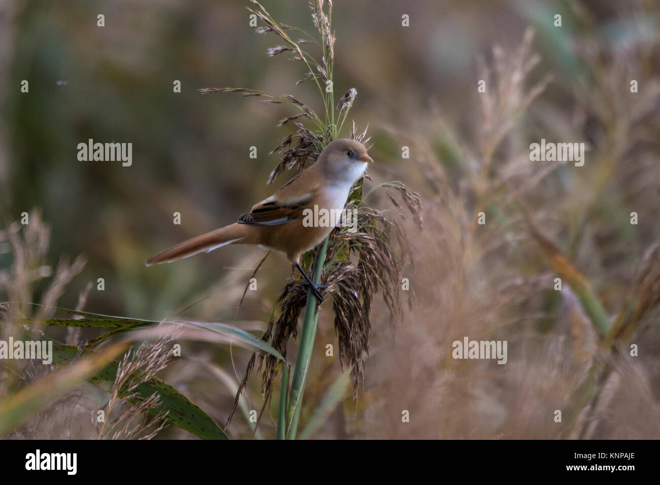 Bearded Reedling Panurus biarmicus Stock Photo - Alamy