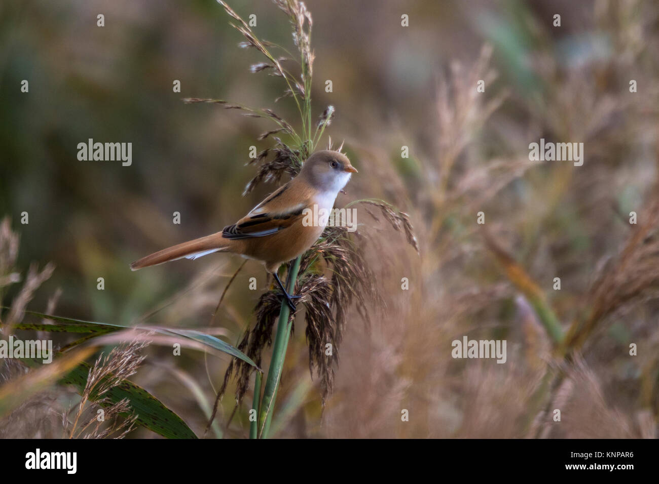 Bearded Reedling Panurus biarmicus Stock Photo - Alamy