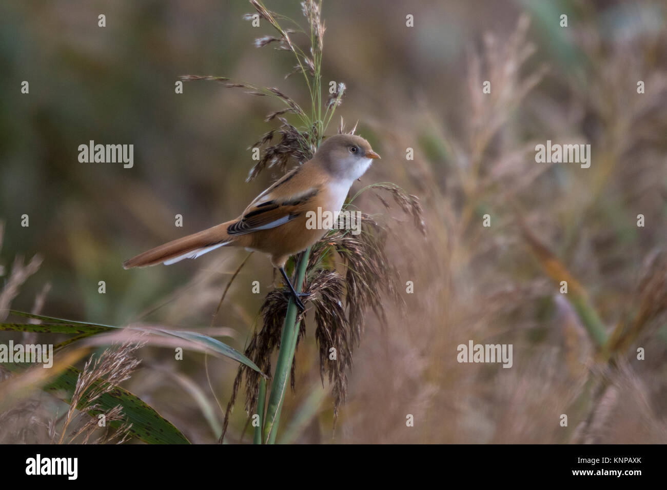 Bearded Reedling Panurus biarmicus Stock Photo - Alamy