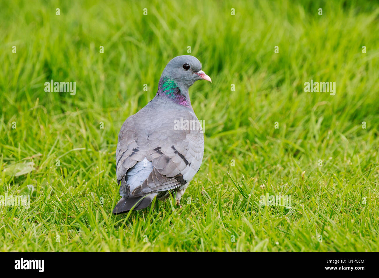 Stock Dove Columba oenas Stock Photo - Alamy