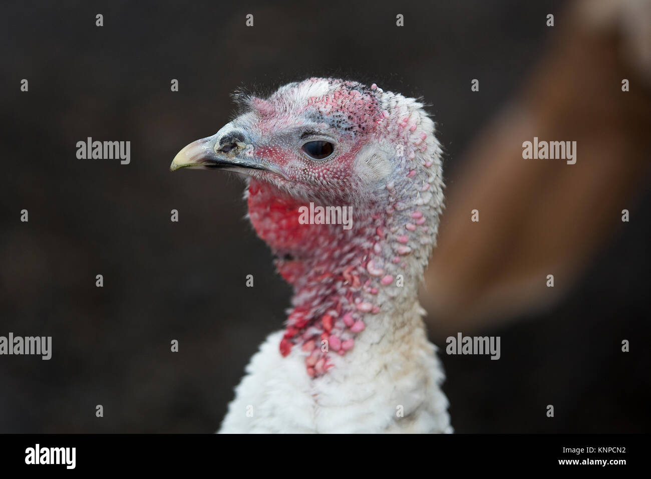 Alive Turkey High Resolution Stock Photography and Images - Alamy