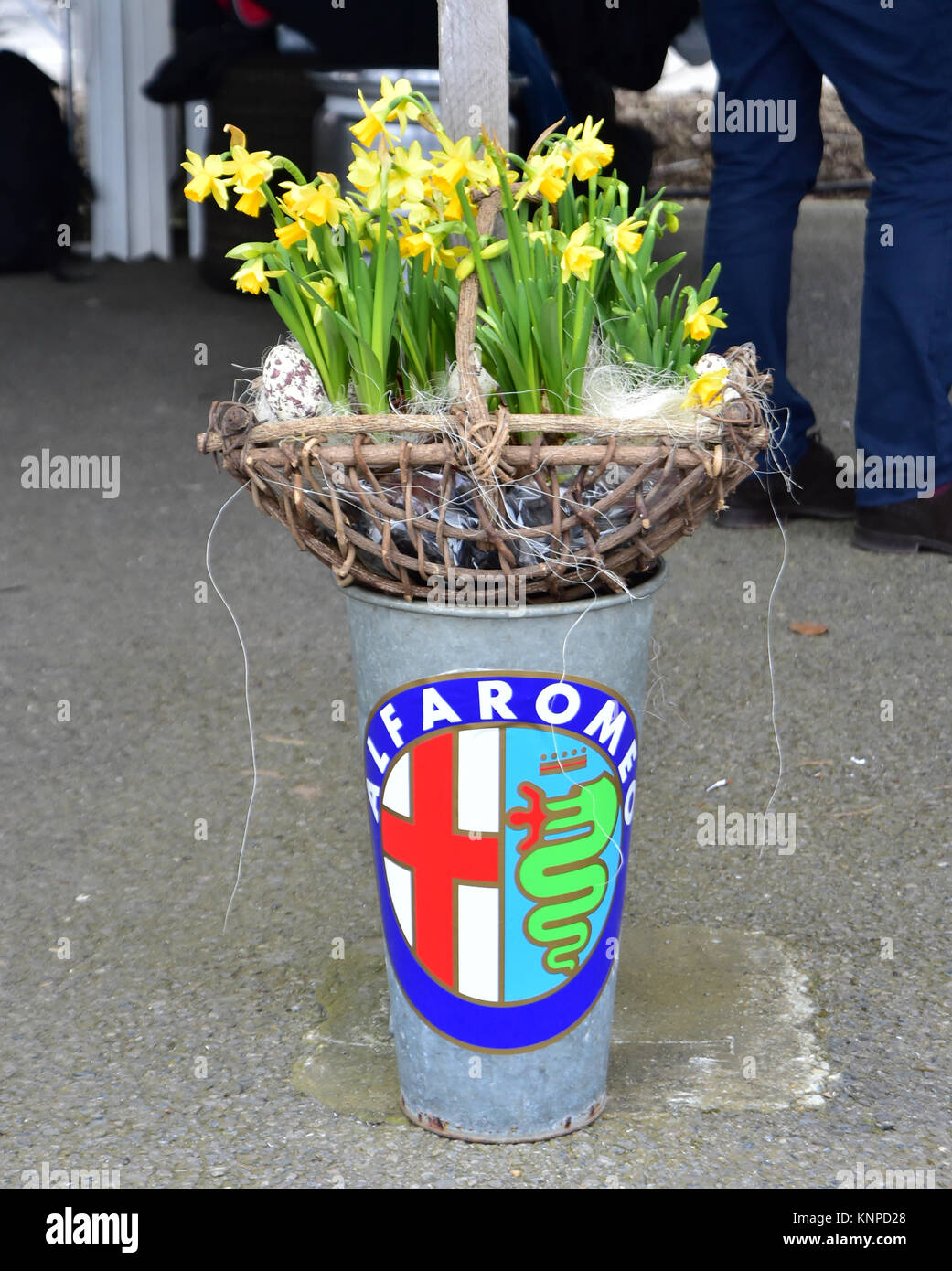 Alfa Romeo, daffodils Stock Photo - Alamy