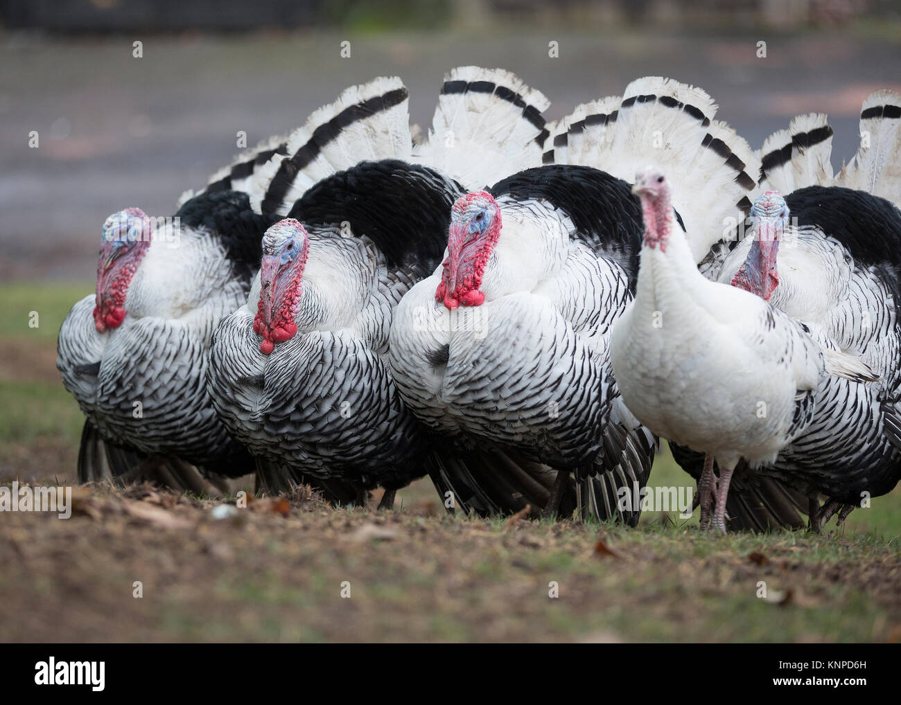 Turkies High Resolution Stock Photography and Images - Alamy