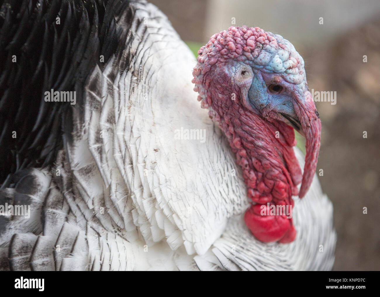 Turkies High Resolution Stock Photography and Images - Alamy