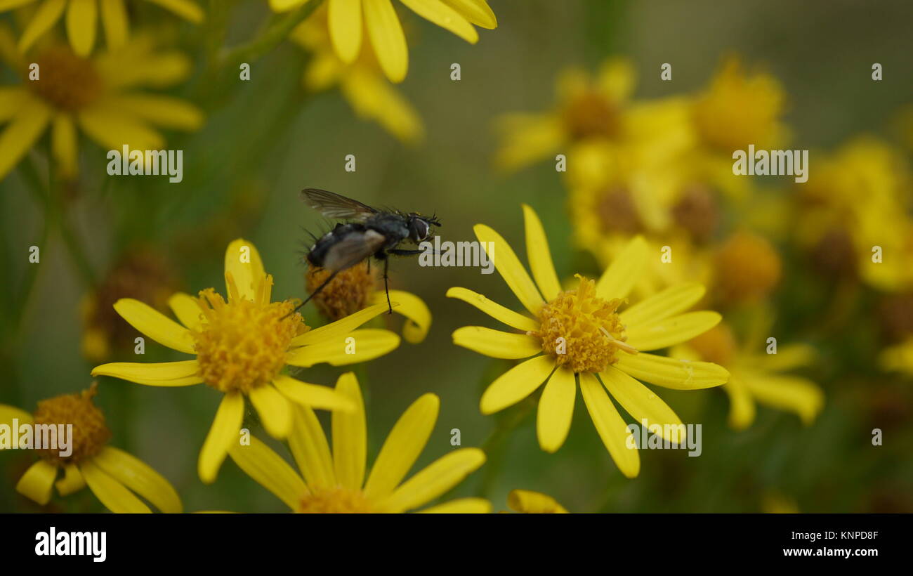 A fly jumping from one yellow ragwort flower to another Stock Photo - Alamy