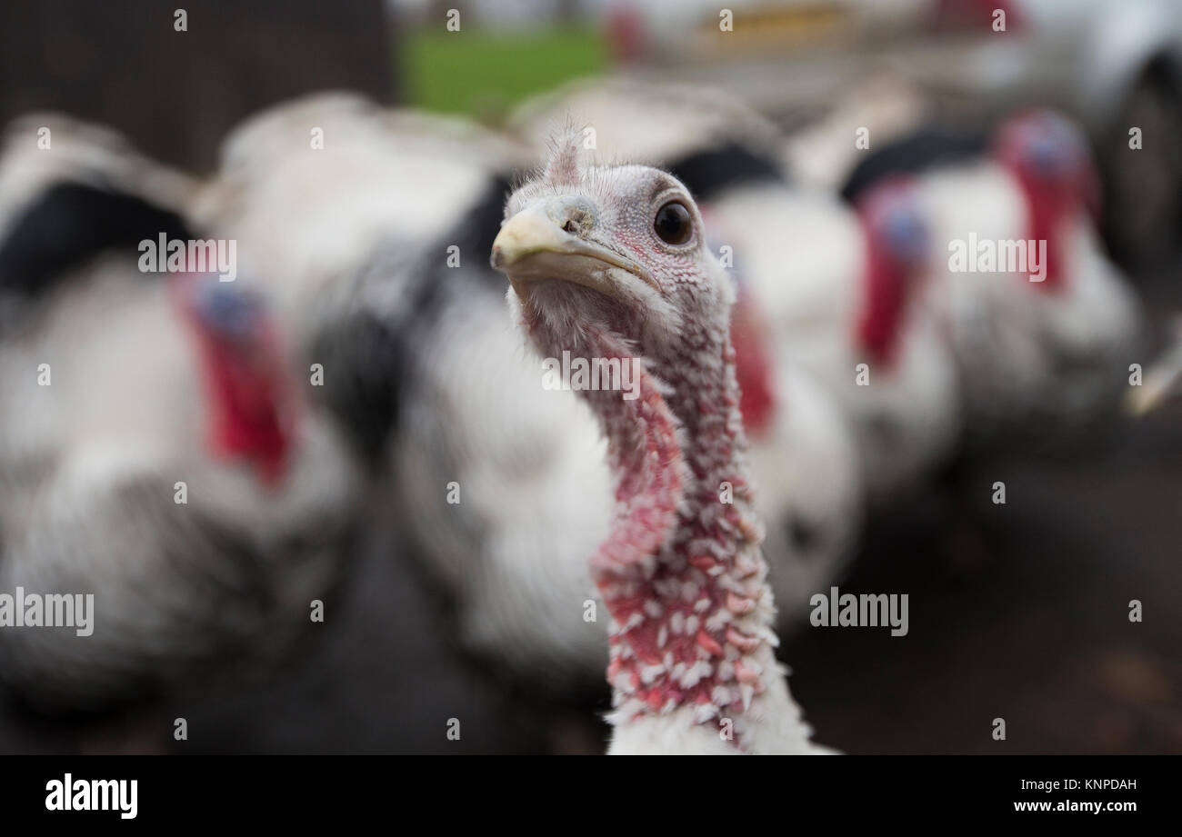 Turkies High Resolution Stock Photography and Images - Alamy