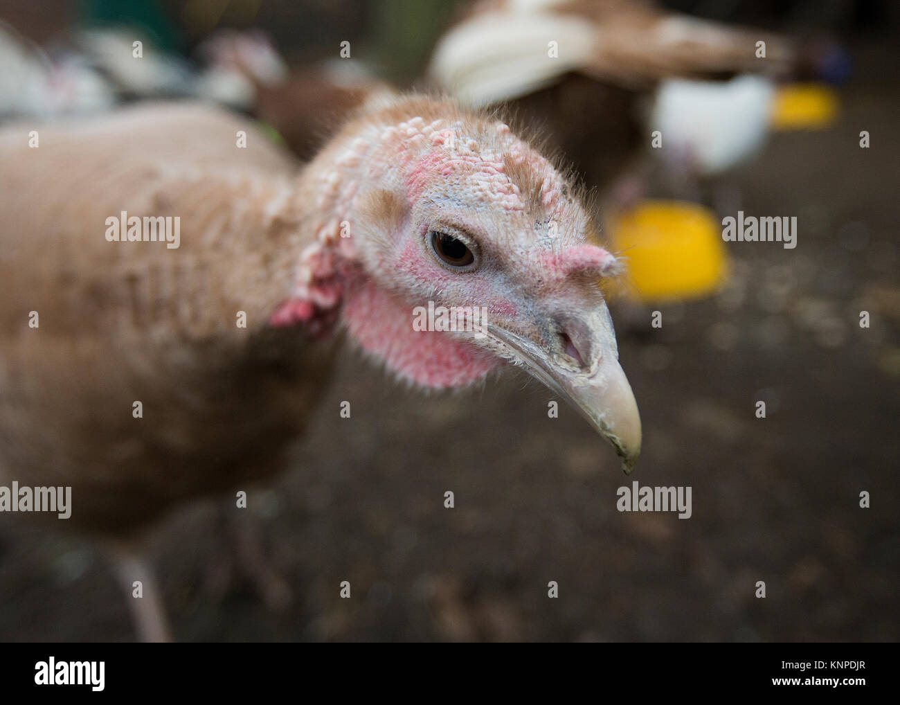 Turkies High Resolution Stock Photography and Images - Alamy