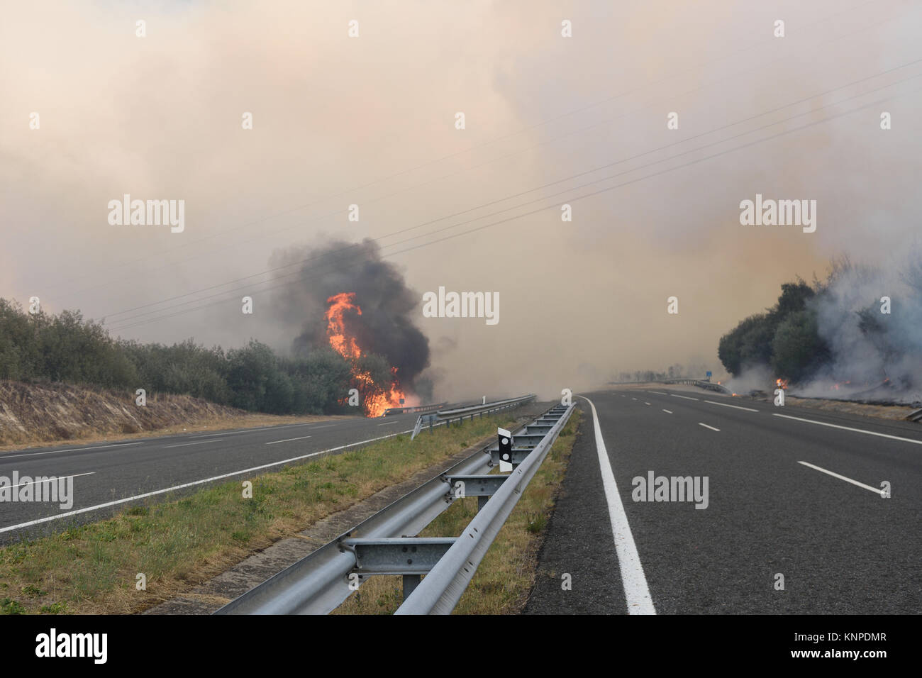 Forest fire on the road Stock Photo - Alamy