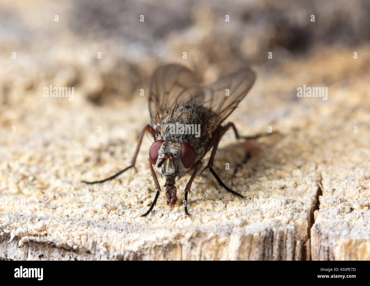 Parasitic fly tachinidae hi-res stock photography and images - Alamy