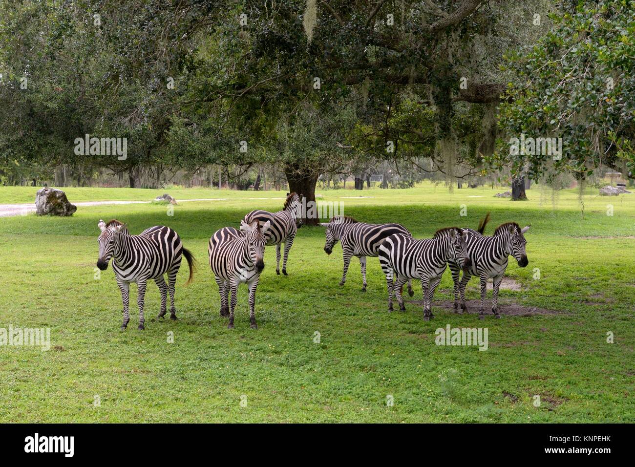 Zebras under tree hi-res stock photography and images - Alamy