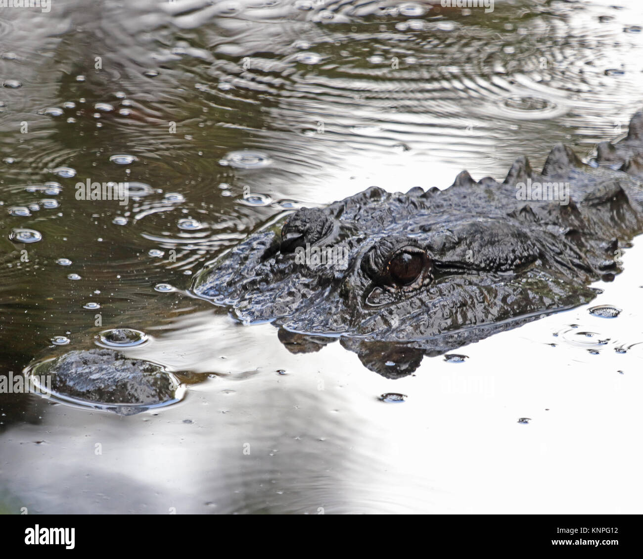 Alligator mating hi-res stock photography and images - Alamy