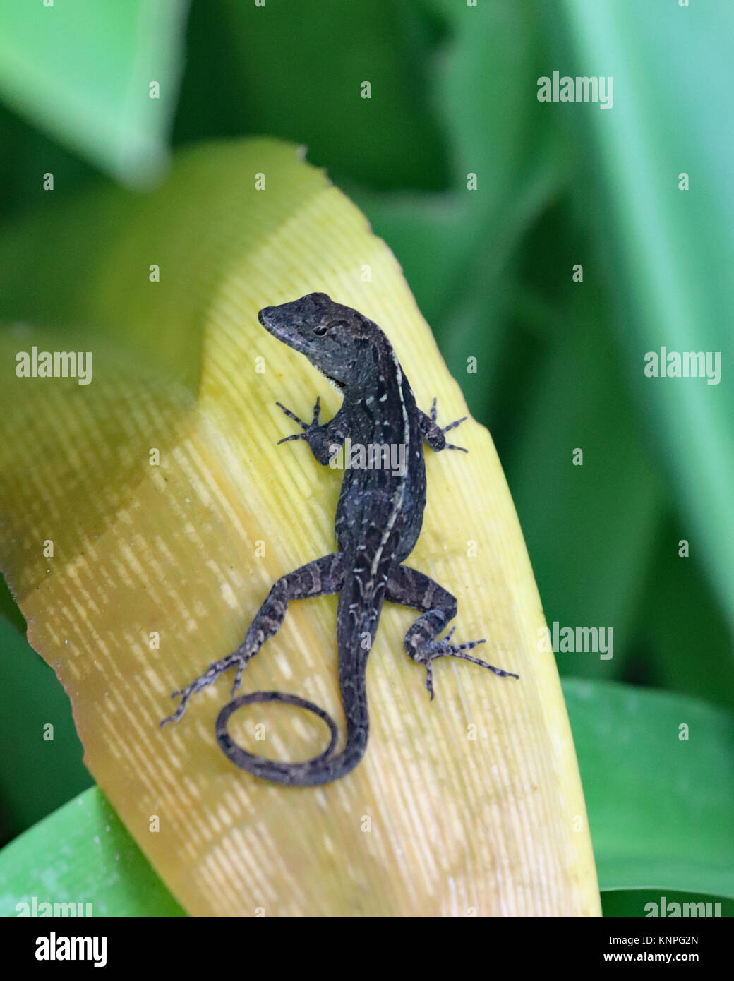 The brown Anole lizard (Anolis sagrei) is also called the Bahaman anole ...