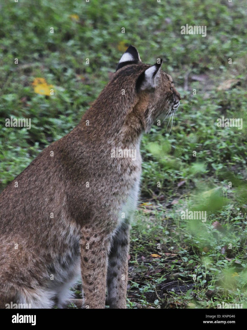 Elusive species hi-res stock photography and images - Alamy
