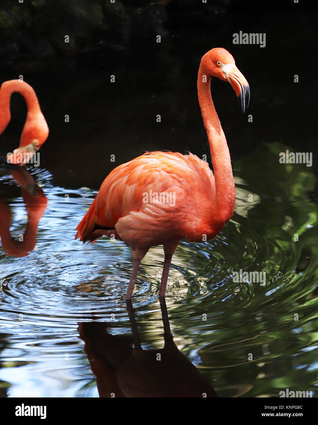 The bright pink feathers on the flamingo makes this water bird unable ...