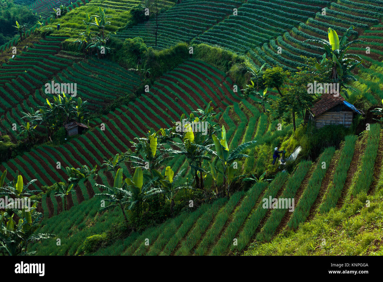Sloped plantation terrace in Majalengka, West Java Indonesia Stock ...