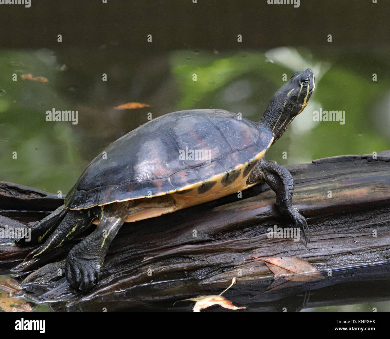 Adorable Yellow bellied slider turtle enjoying a nice sunny Florida day ...