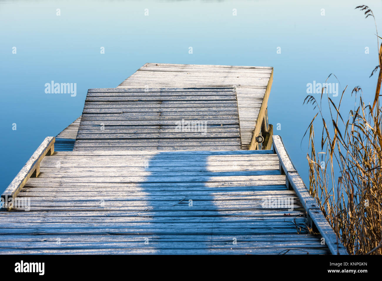 Frosty wooden pier sided by reed and windless sea. Windless water in ...