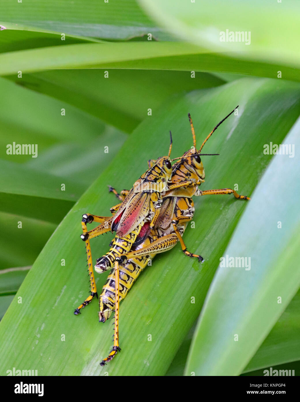 Lubber grasshoppers hi-res stock photography and images - Alamy