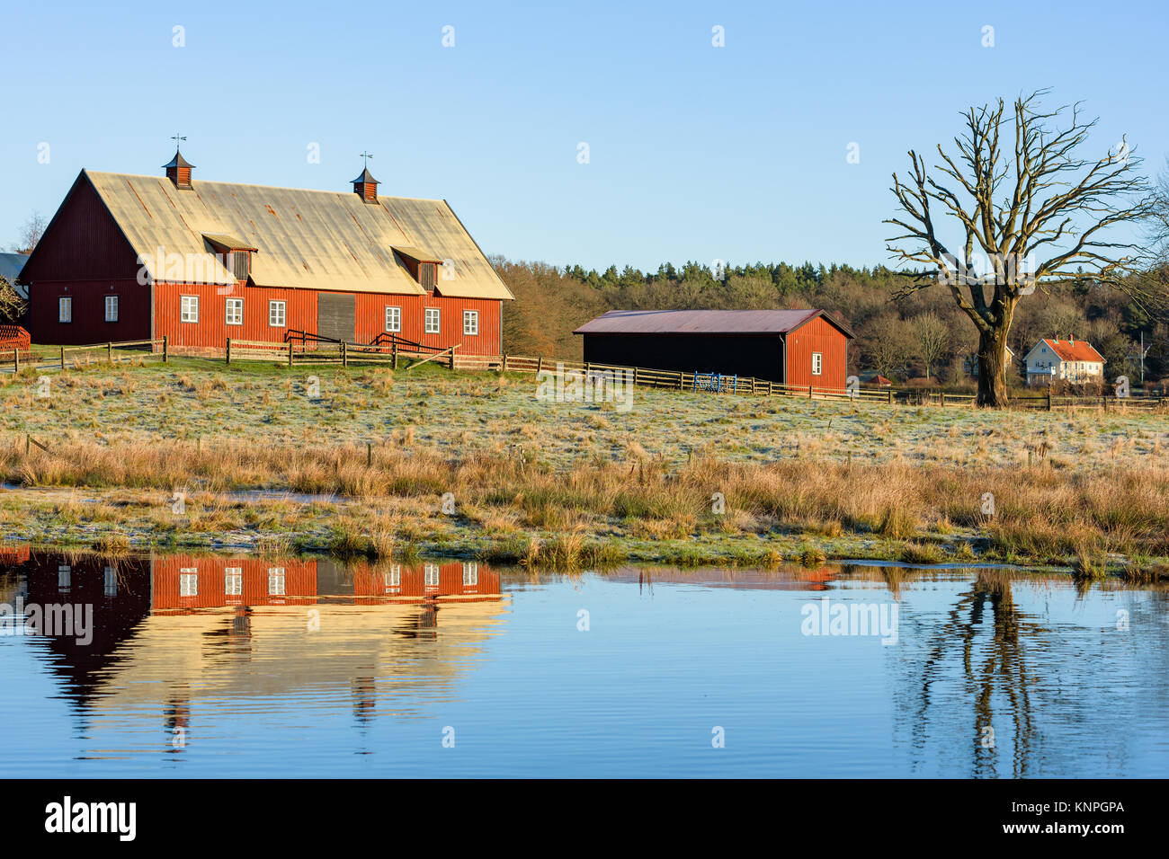 Waterfront rural morning landscape with farm buildings and bare tree on ...