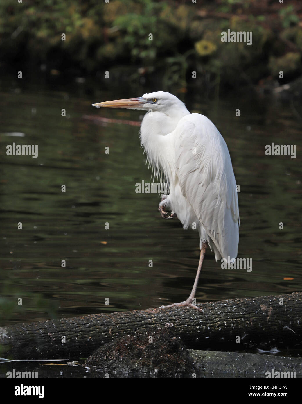 Florida state park wildlife hi-res stock photography and images - Alamy