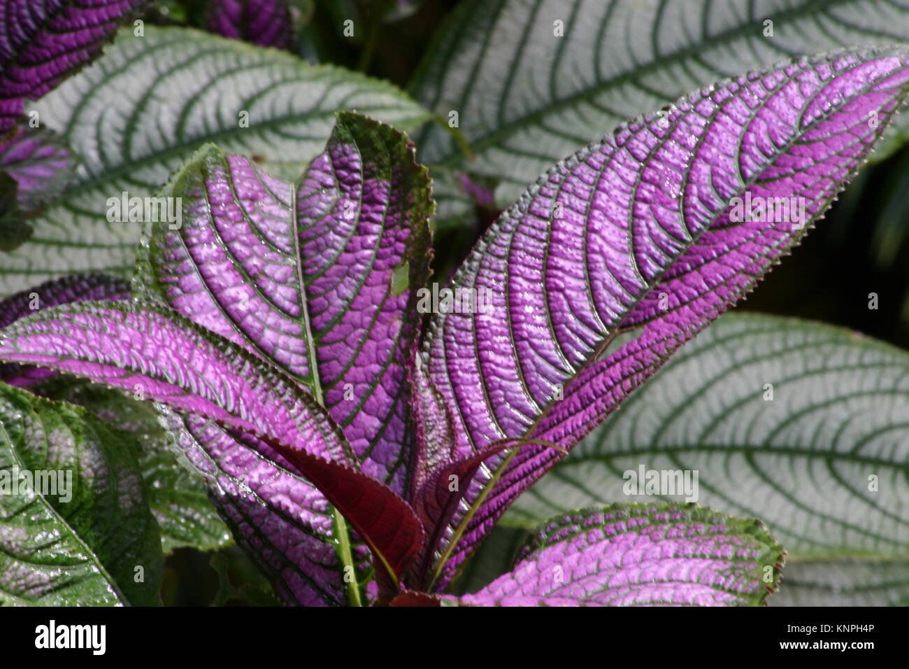 Persian shield plant in Florida Stock Photo - Alamy