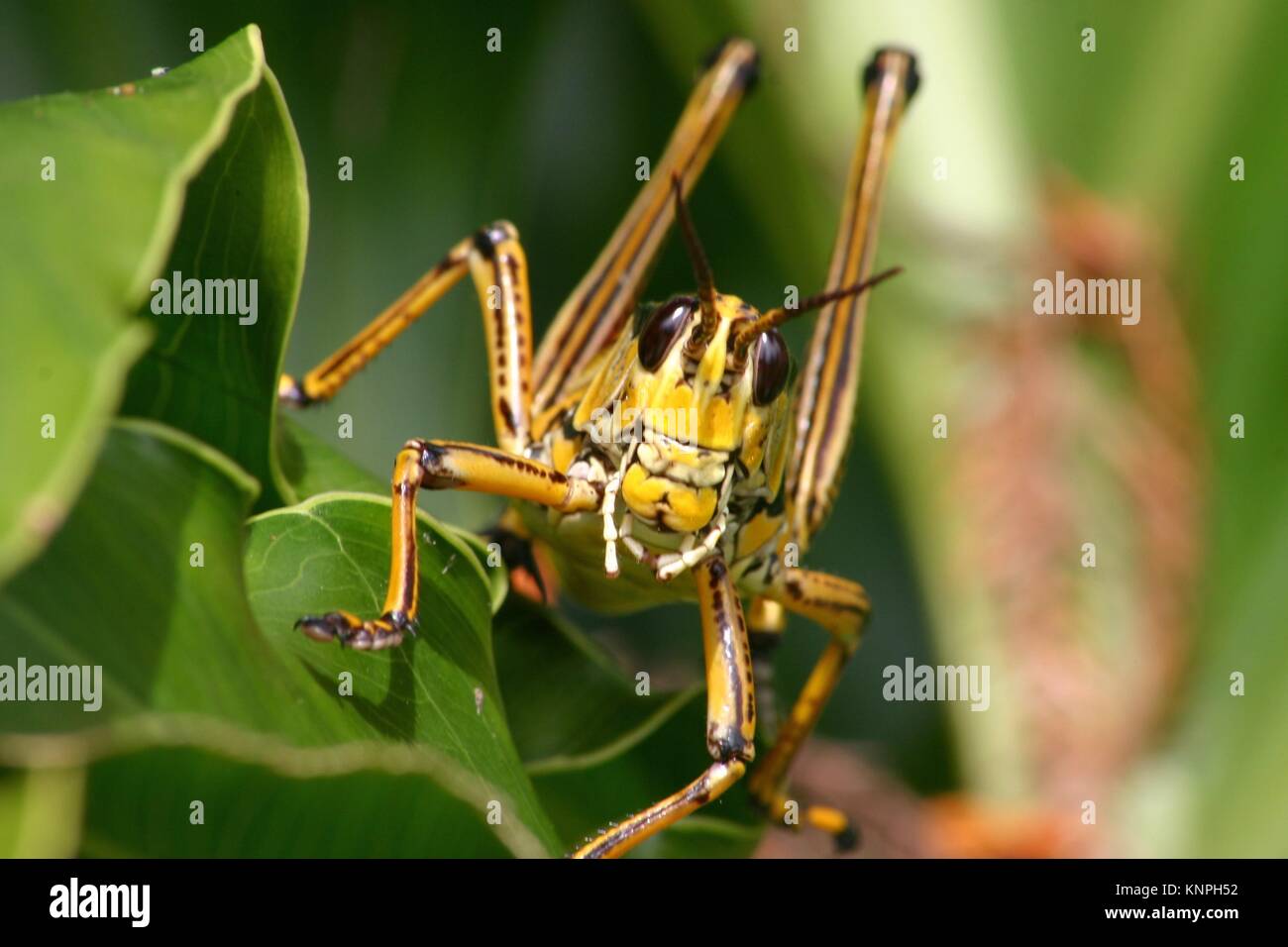 The Eastern Lubber grasshopper can not fly it hops or crawls and feasts ...