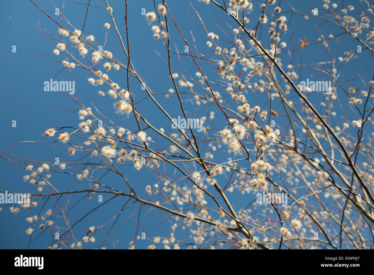 fluffy catkins of alder in a blue sky Stock Photo - Alamy