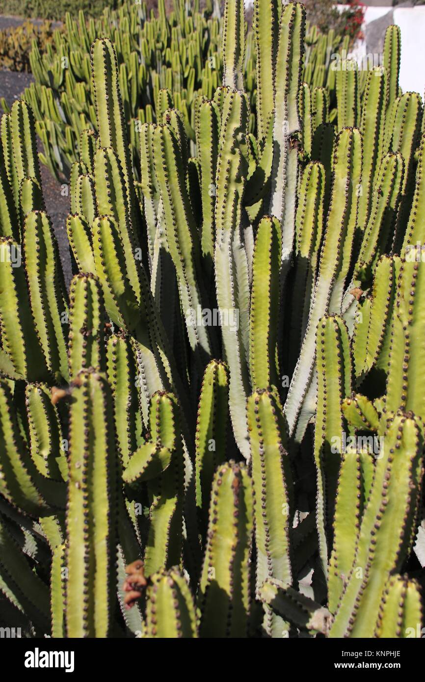 Big group of cacti plants growing in the wild Stock Photo - Alamy