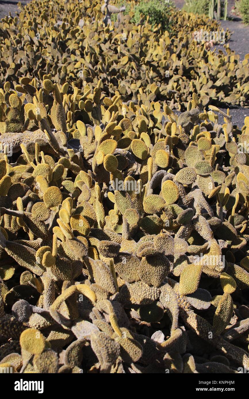 Big group of cacti plants growing in the wild Stock Photo - Alamy