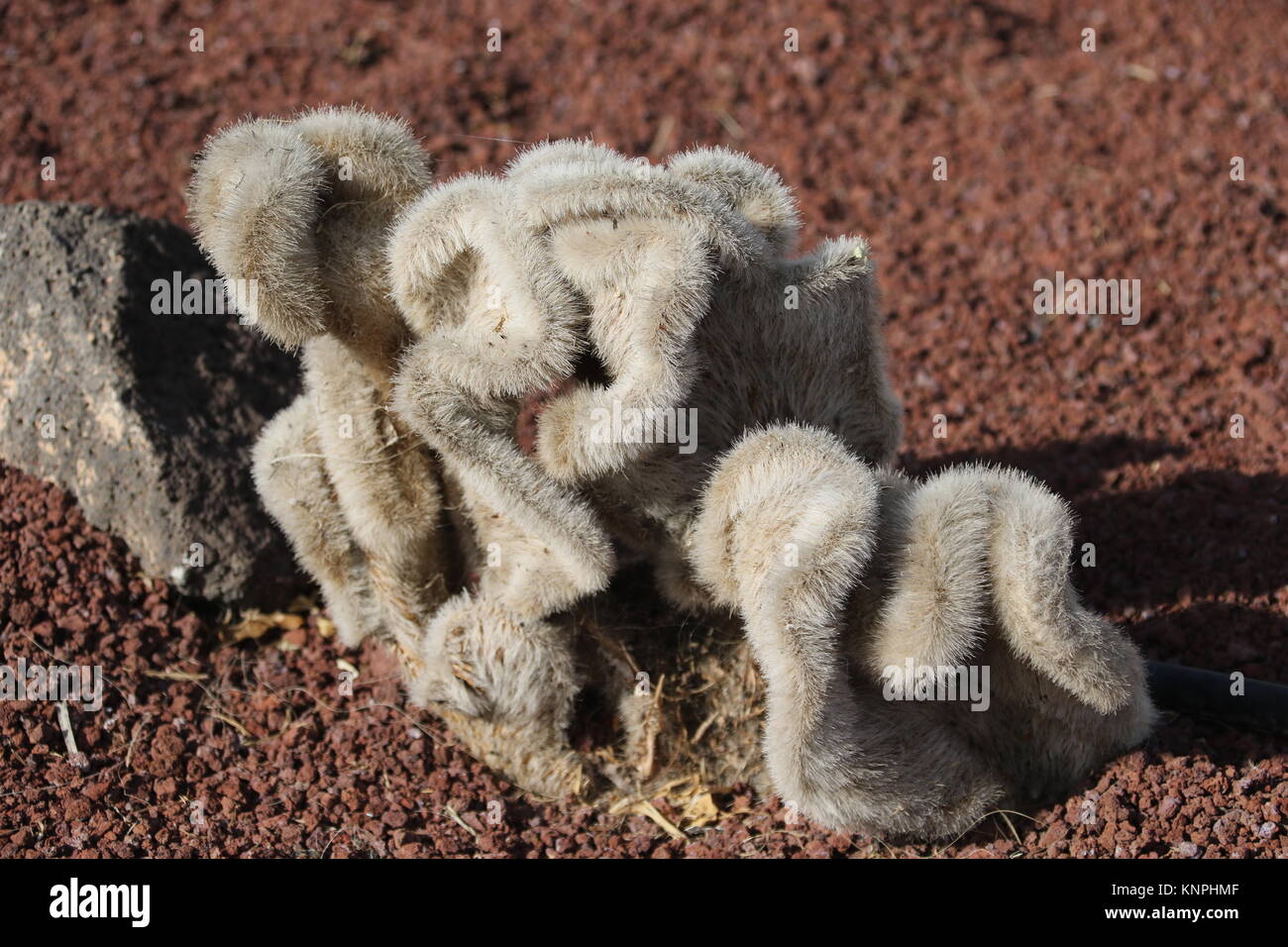 Grey furry cactus growing in the wild in the Canary Islands Stock Photo ...