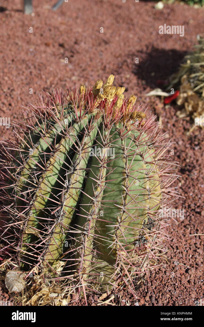 close up of round cactus with spikes and buds growing in the wild Stock ...