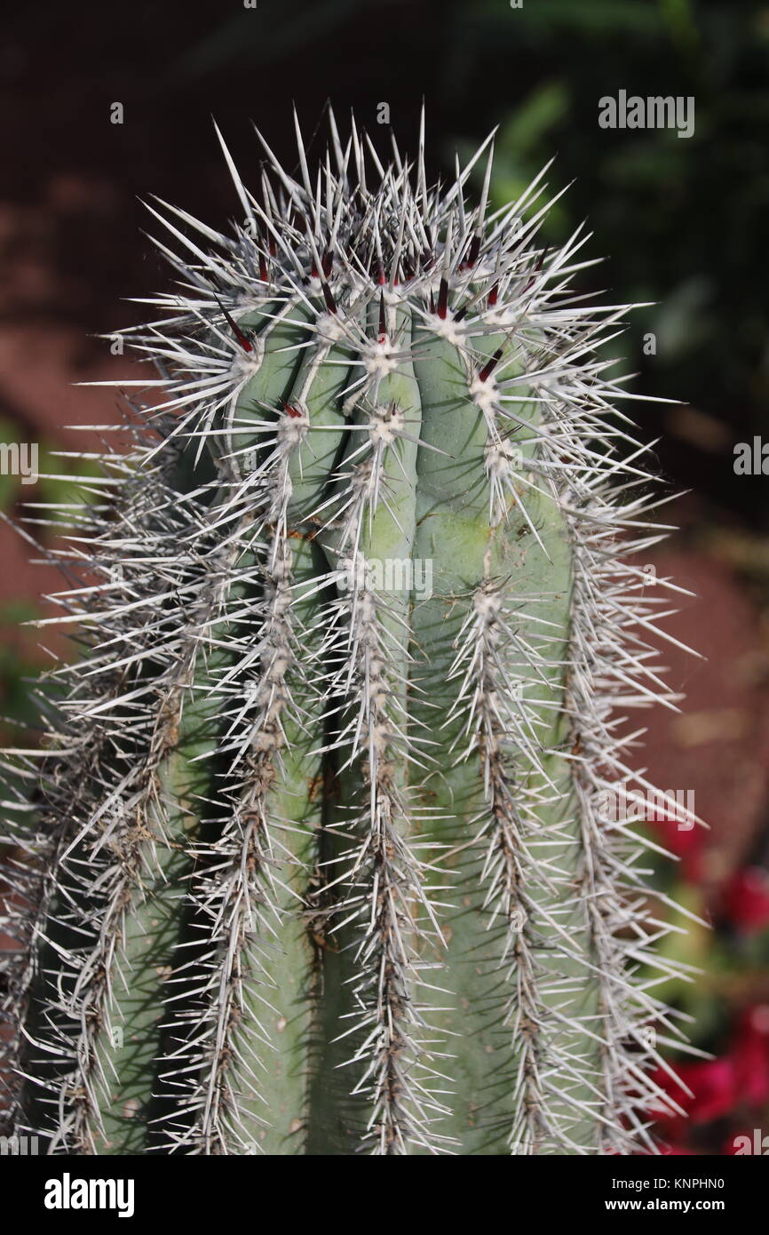 close up of spikey cactus growing in the wild Stock Photo - Alamy