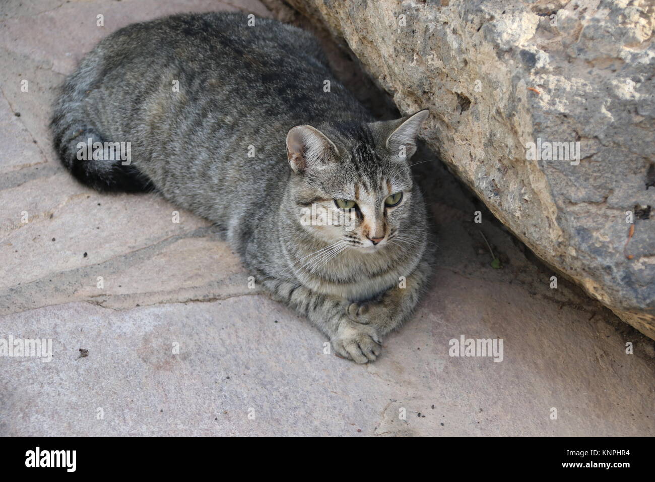 a cute looking cat relaxing in front of the camera Stock Photo - Alamy