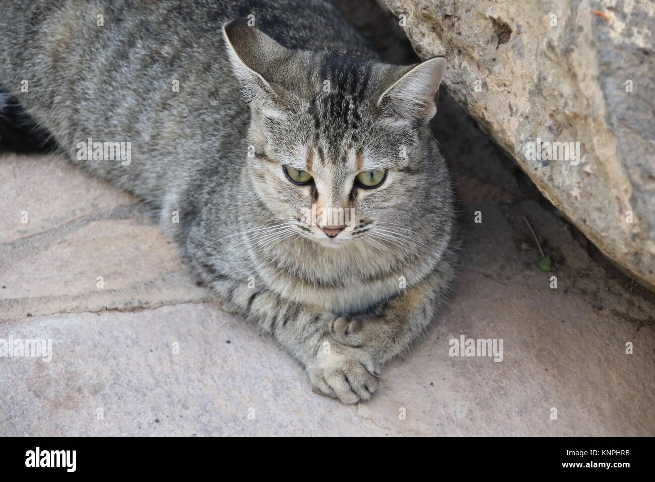 a cute looking cat relaxing in front of the camera Stock Photo - Alamy