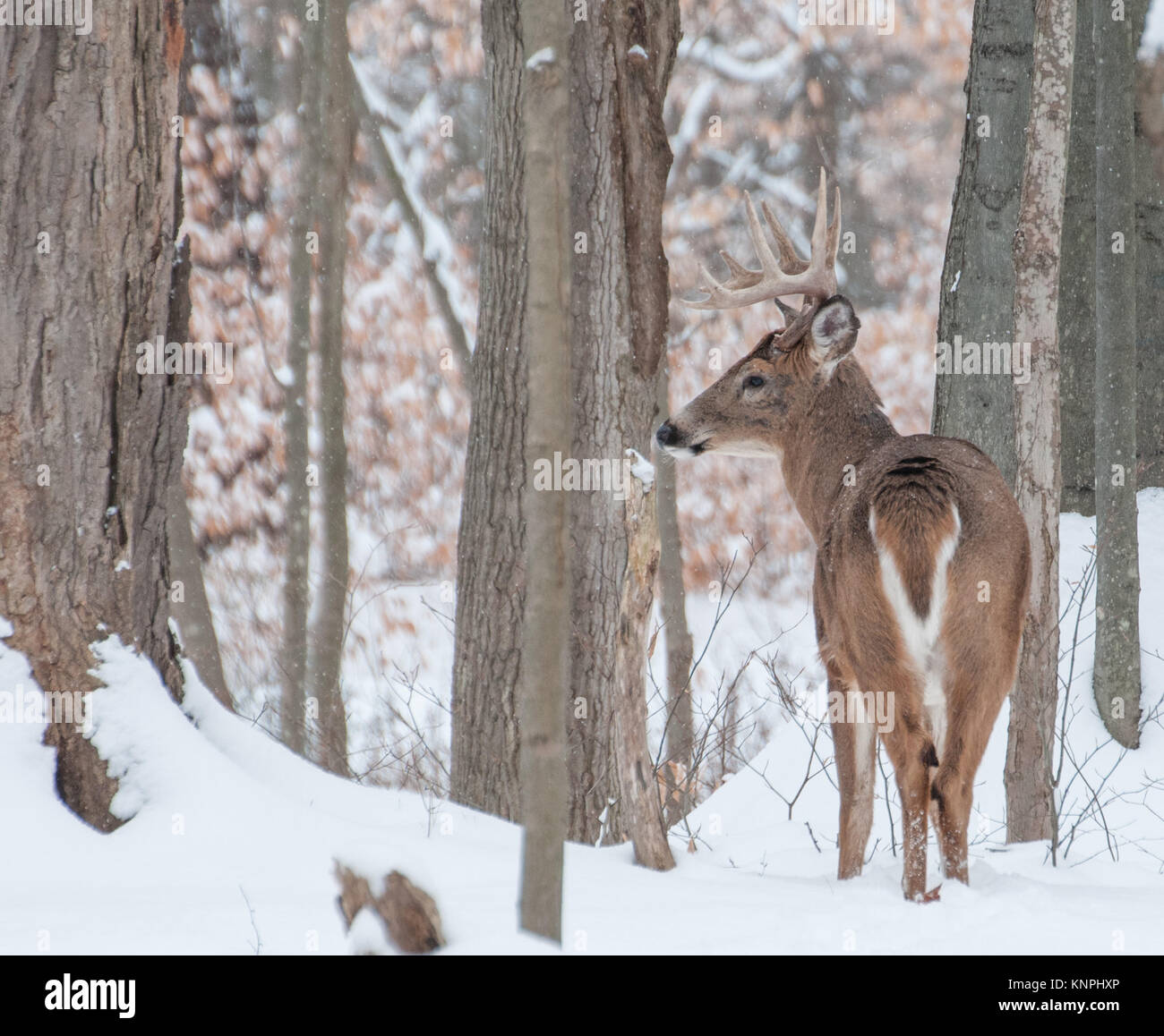 Whitetail Deer Buck standing in the snow in the woods Stock Photo - Alamy