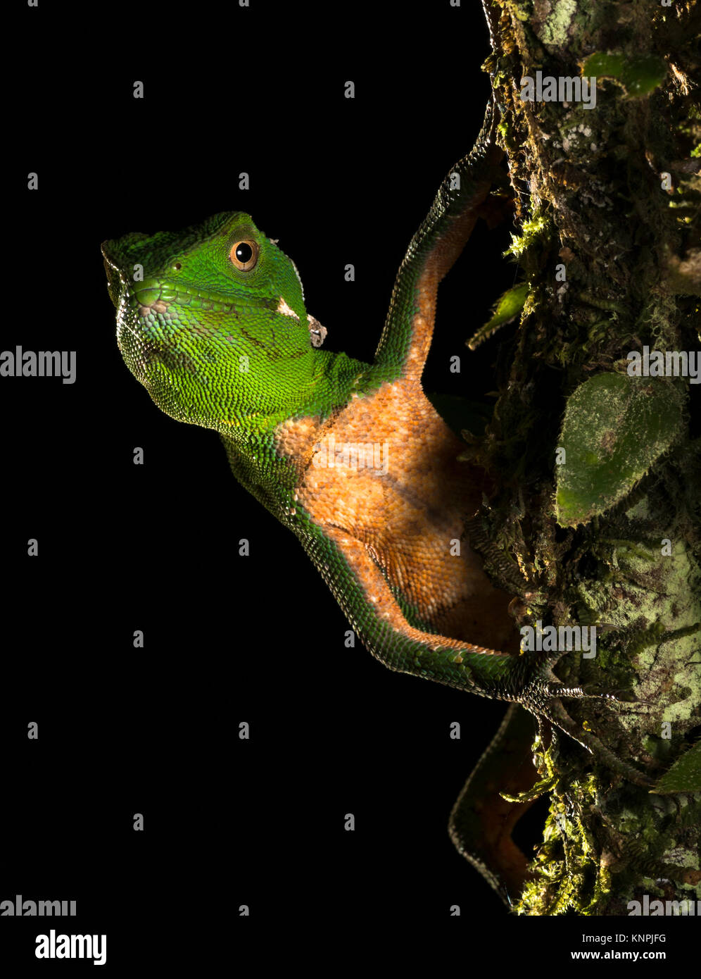 An Enyalius iheringii lizard from the Atlantic Rainforest of SE Brazil ...