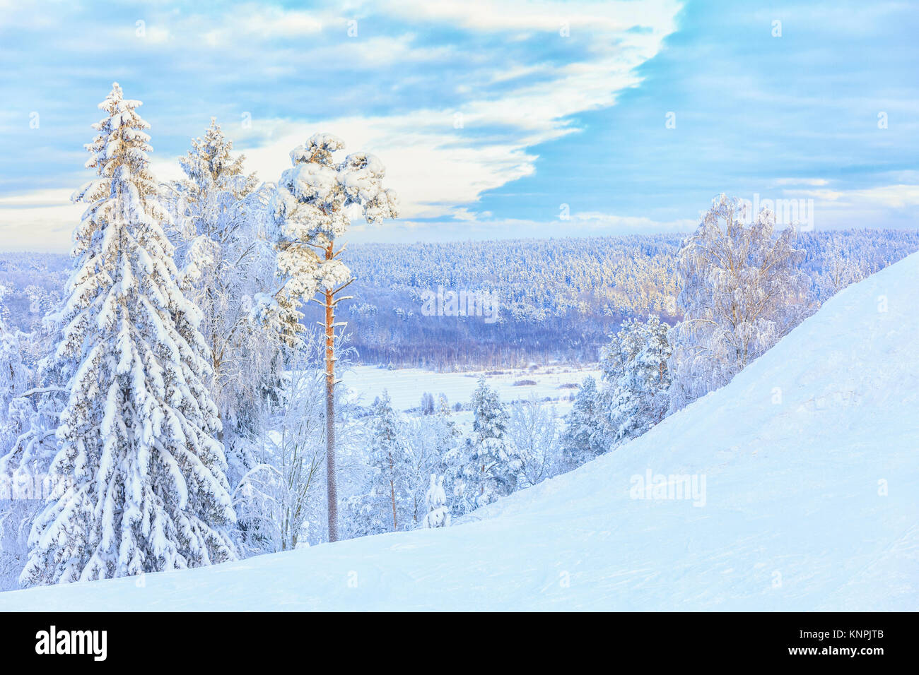 Snow-covered trees on the ski slope against the backdrop of the forest ...