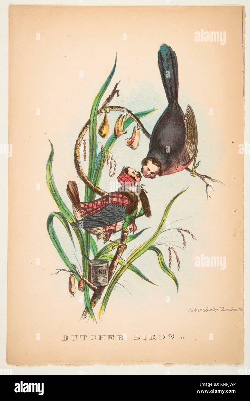 Butcher birds hi-res stock photography and images - Alamy